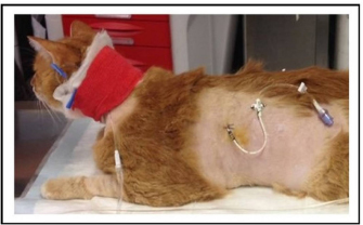 The use of small-bore wire-guided chest drains for the management of ...