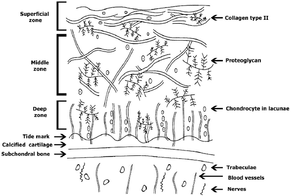 The treatment of articular cartilage injuries with mesenchymal stem ...