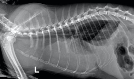 Pyothorax In Cats Pyothorax In A Dog Canada West Veterinary
