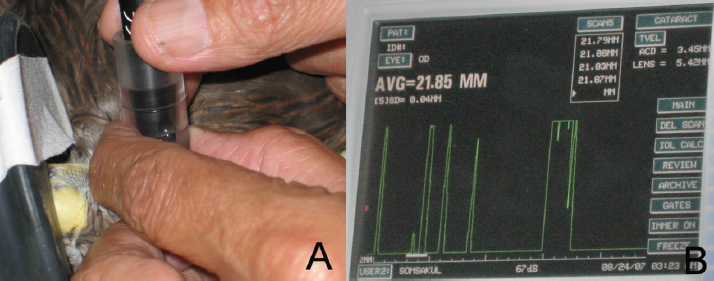 Open Veterinary Journal