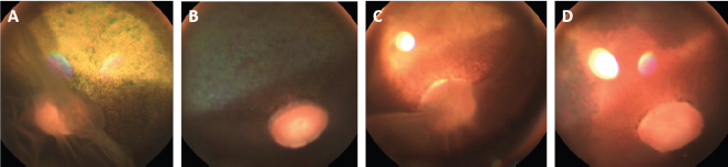 Open Veterinary Journal