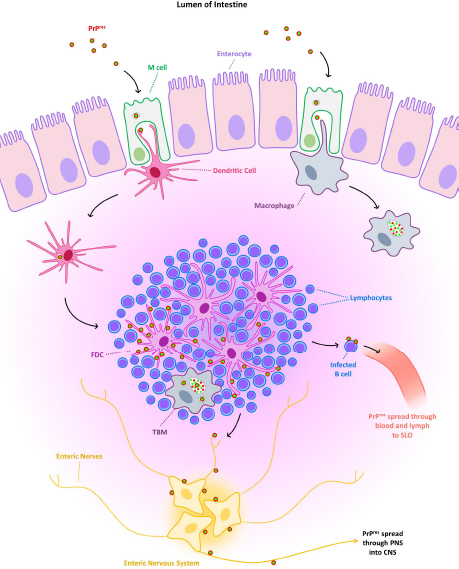 Animal prion diseases: a review of intraspecies transmission | Open ...