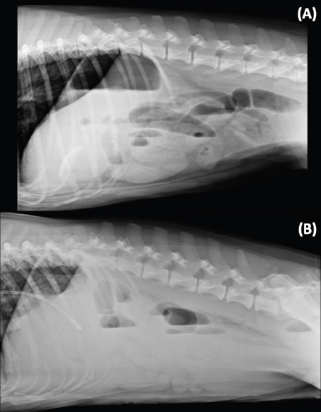 Horizontal and vertical beam radiographs in vomiting dogs to diagnose ...