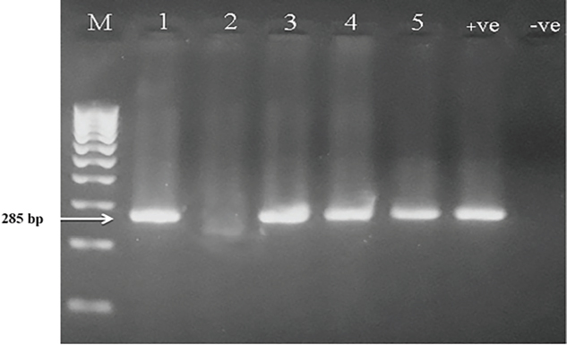 Open Veterinary Journal