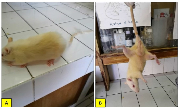 Open Veterinary Journal