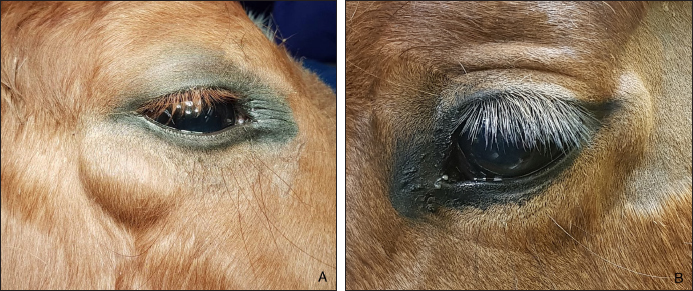 Open Veterinary Journal