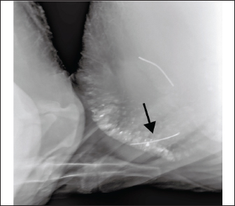 Open Veterinary Journal
