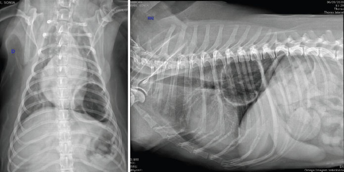 Giant and potentially malignant bullae in a dog | Open Veterinary Journal