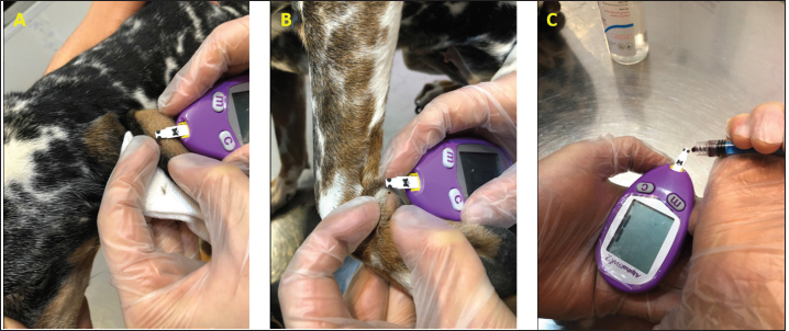 Open Veterinary Journal