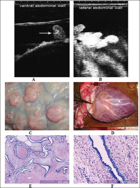Open Veterinary Journal