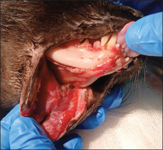 Open Veterinary Journal