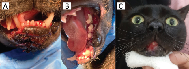 Open Veterinary Journal