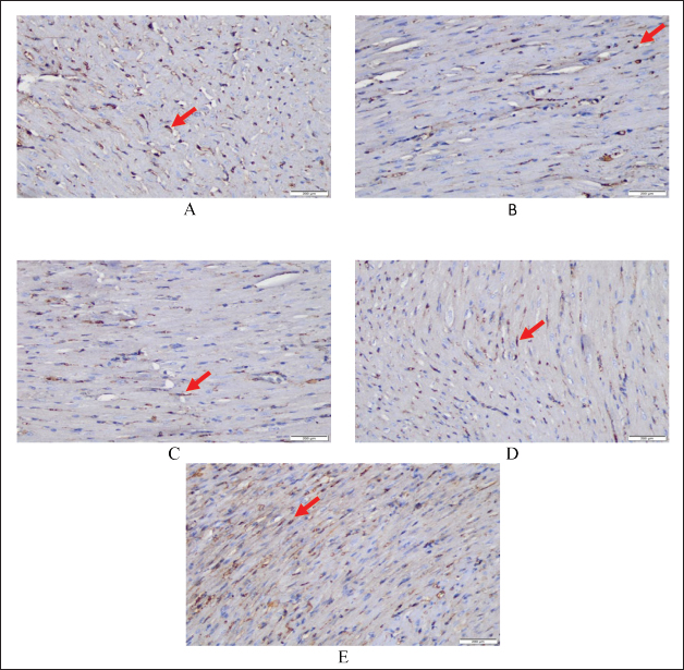 Open Veterinary Journal