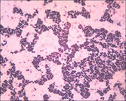 Mrsa Bacteria Gram Stain