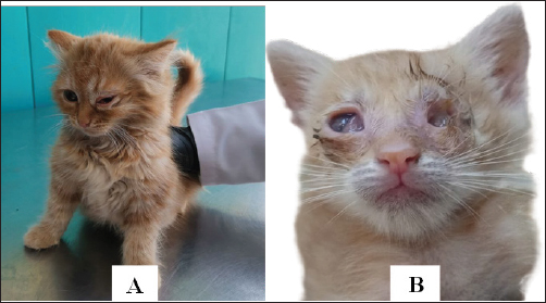 Open Veterinary Journal