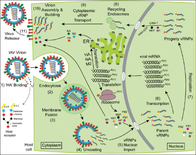 Open Veterinary Journal