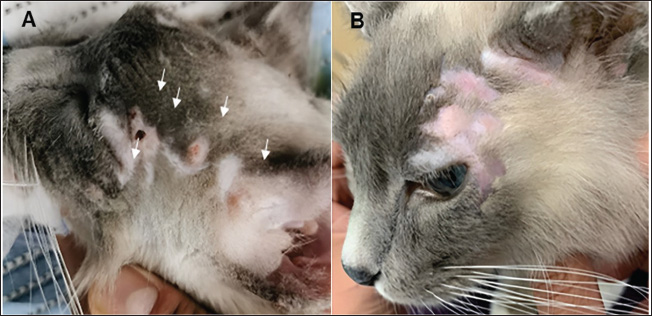 Open Veterinary Journal