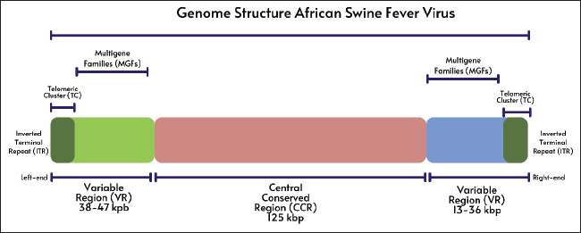 Open Veterinary Journal