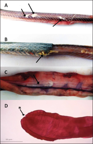 Open Veterinary Journal
