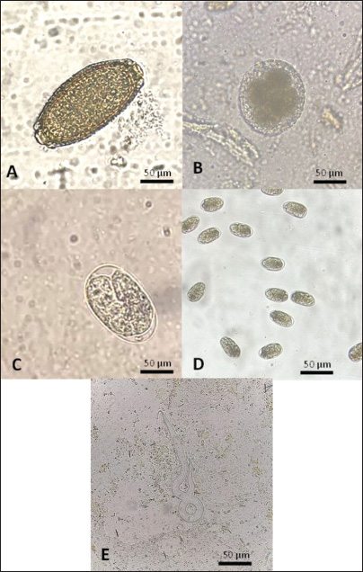 Open Veterinary Journal