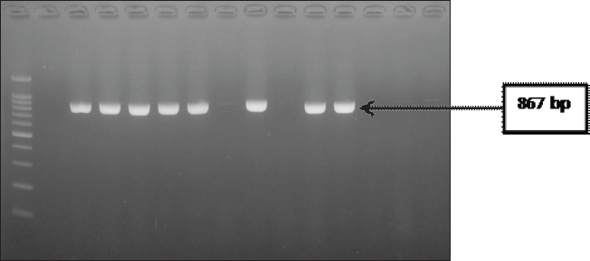 Open Veterinary Journal