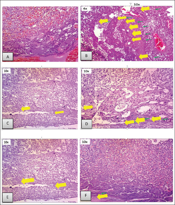 Open Veterinary Journal