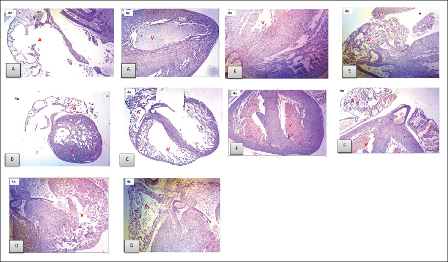 Open Veterinary Journal