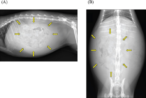 Open Veterinary Journal
