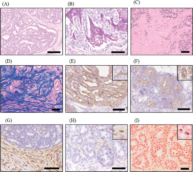 Open Veterinary Journal