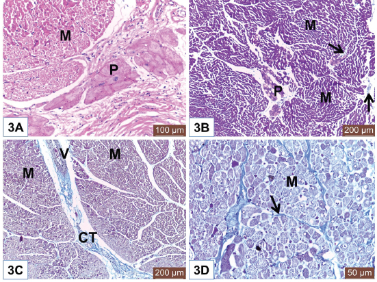 Open Veterinary Journal