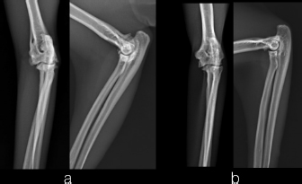 Open Veterinary Journal